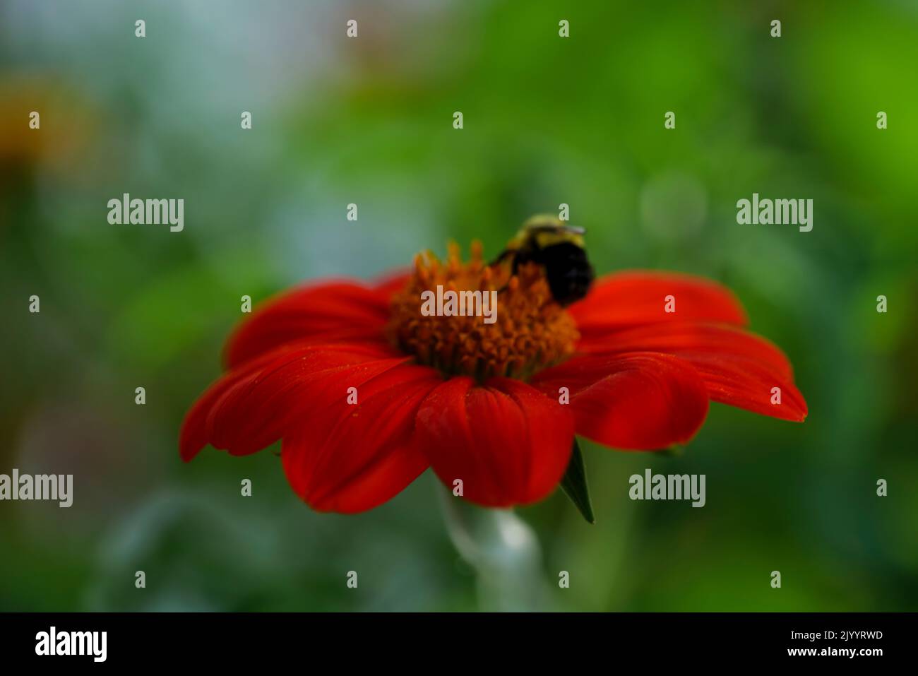 Close up. Bumblebee is collecting nectar from a Fiesta del Sol Mexican ...