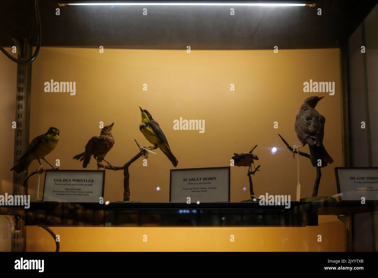 Stuffed birds on display in a museum Stock Photo - Alamy