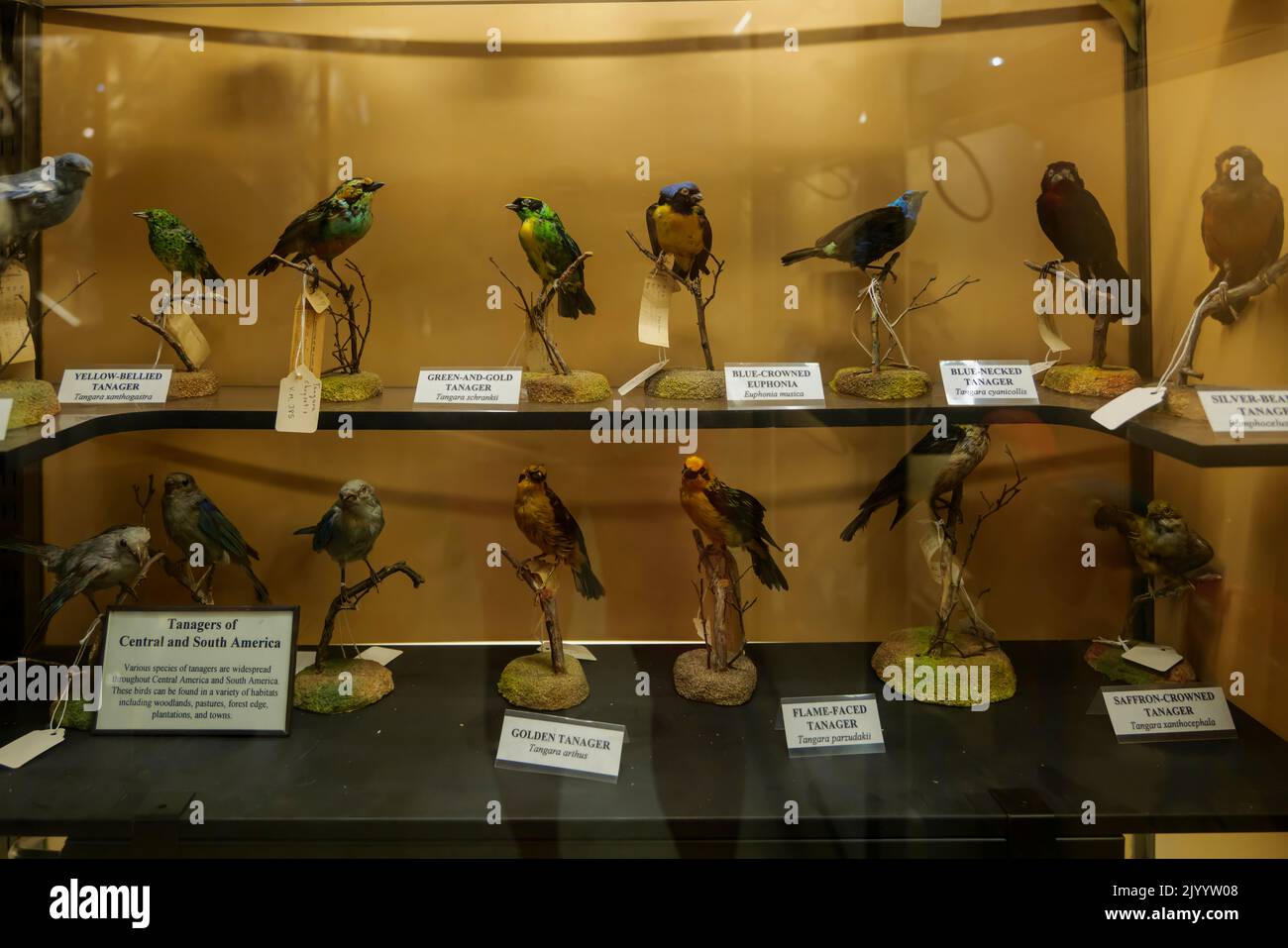 Stuffed birds on display in a museum Stock Photo - Alamy