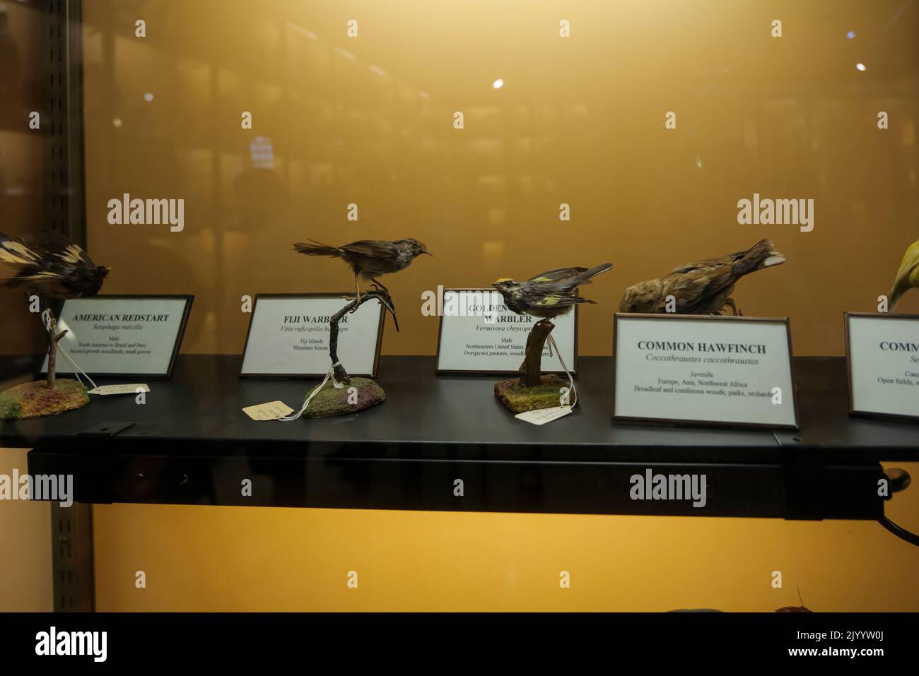 Stuffed birds on display in a museum Stock Photo - Alamy