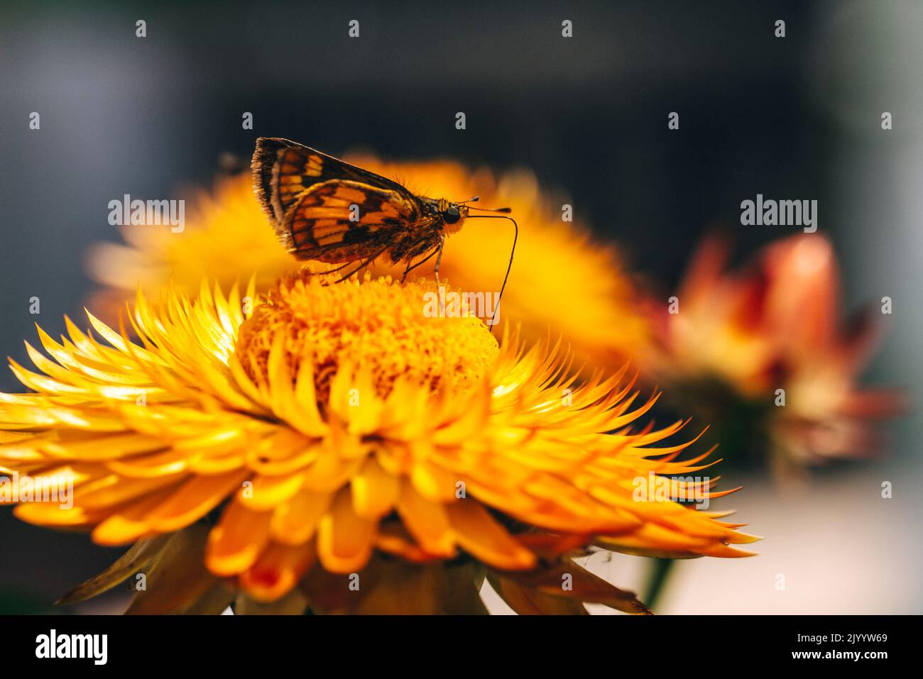 A Peck's Skipper is collecting nectar from a Helichrysum bracteatum ...