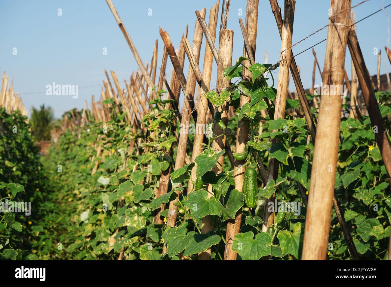 Cucumber plantation supported by bamboo stakes Stock Photo - Alamy