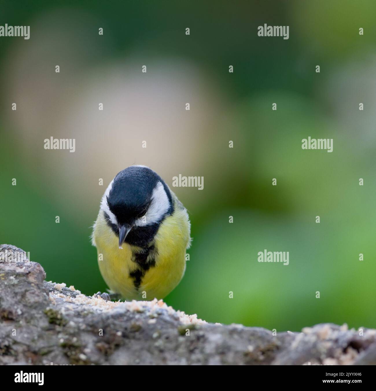 The great tit (Parus major) is a passerine bird in the tit family ...