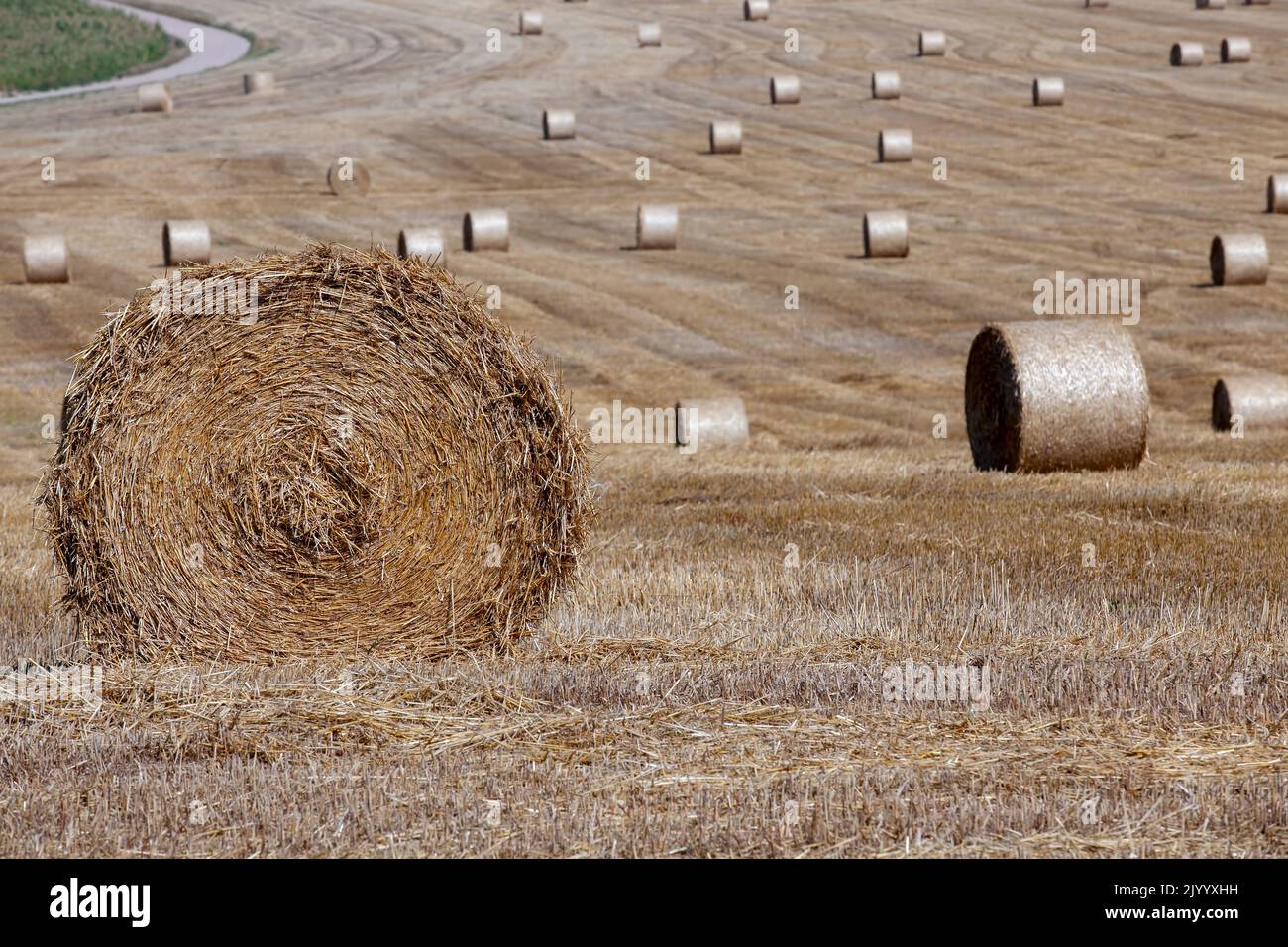 Wheat Hay
