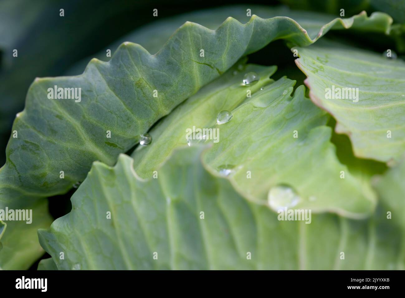 An agricultural field where white cabbage is grown, a field with ...