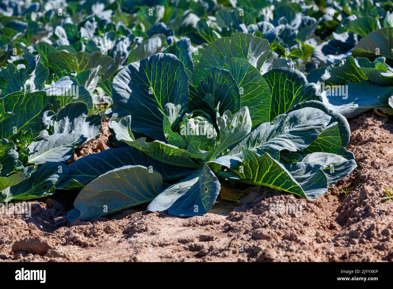 An agricultural field where white cabbage is grown, a field with ...