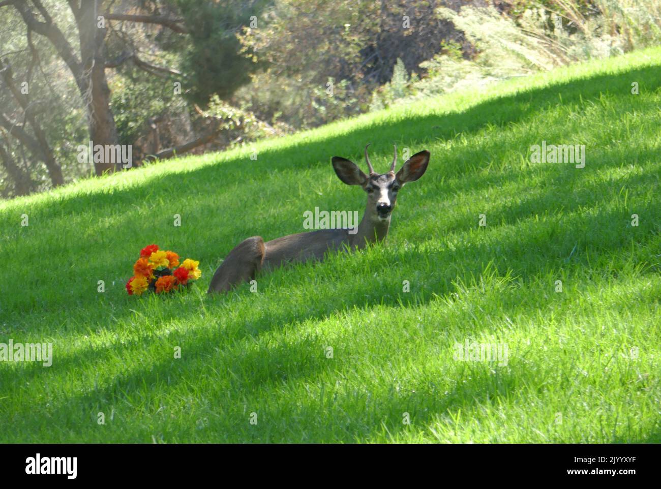 Los Angeles, California, USA 6th September 2022 Deer at Forest Lawn ...