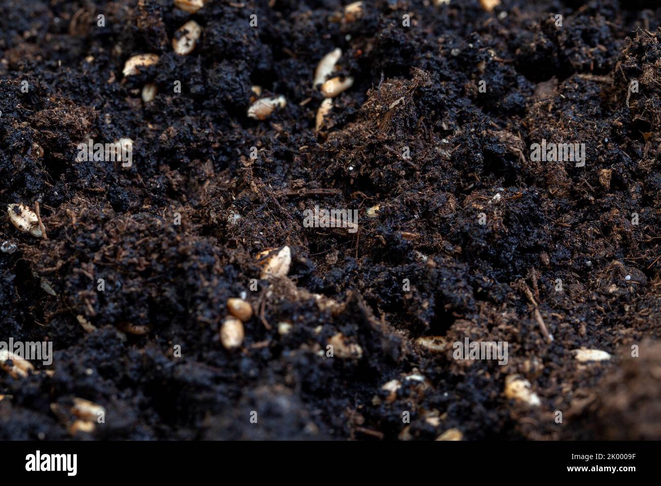 Fertile soil in which wheat seeds are planted, wheat cultivation in ...