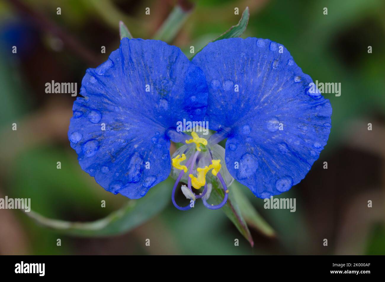 Whitemouth Dayflower, Commelina erecta Stock Photo - Alamy