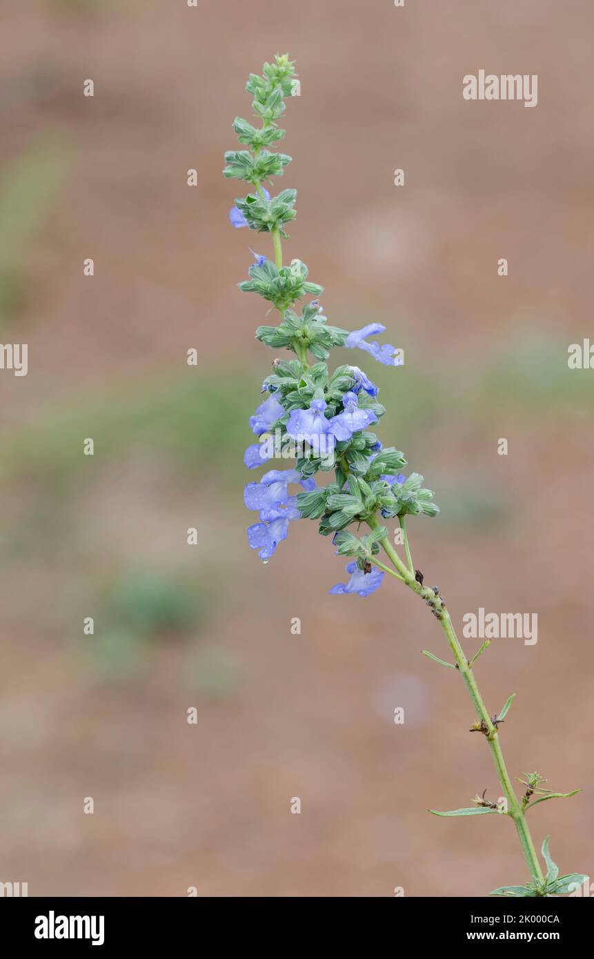 Azure Blue Sage, Salvia azurea Stock Photo - Alamy