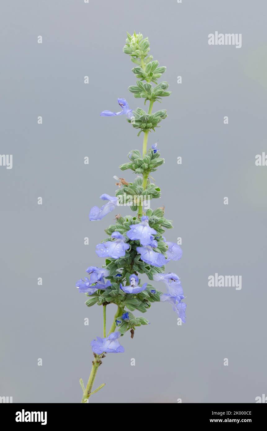 Azure Blue Sage, Salvia azurea Stock Photo - Alamy