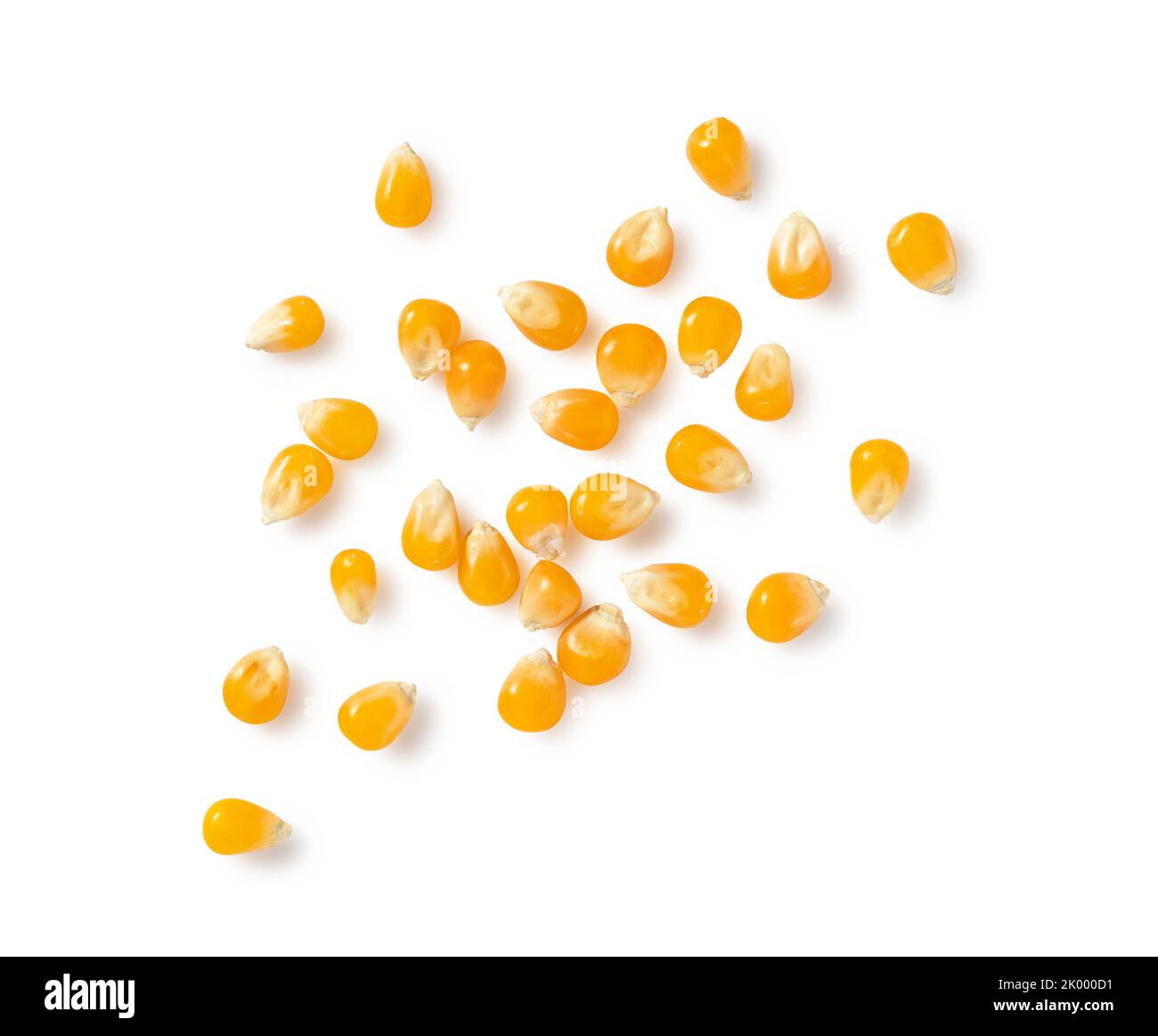 Dried corn kernels placed on a white background. Corn for popcorn. View ...