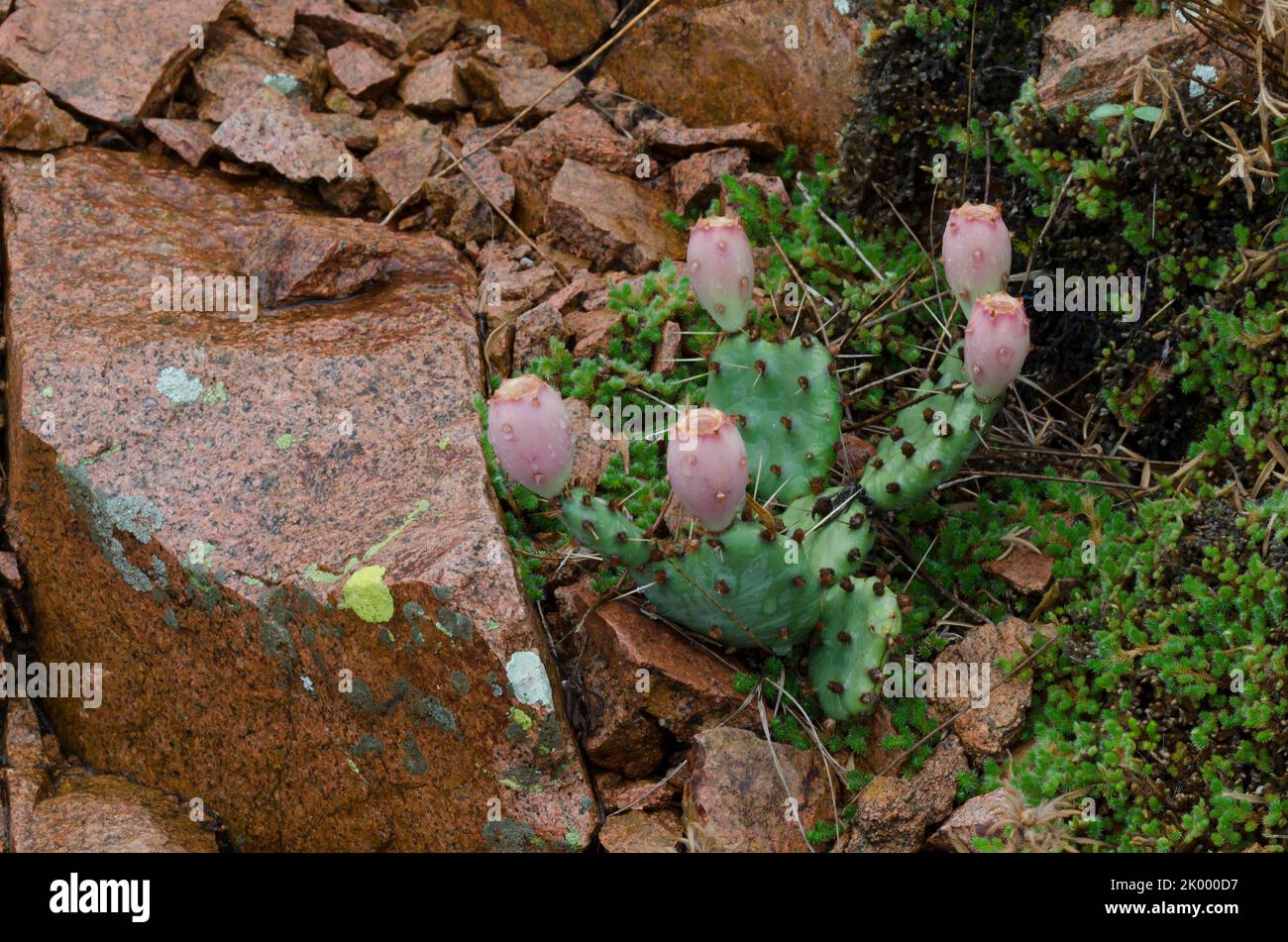 Prickly Pear, Opuntia sp., with fruit Stock Photo - Alamy
