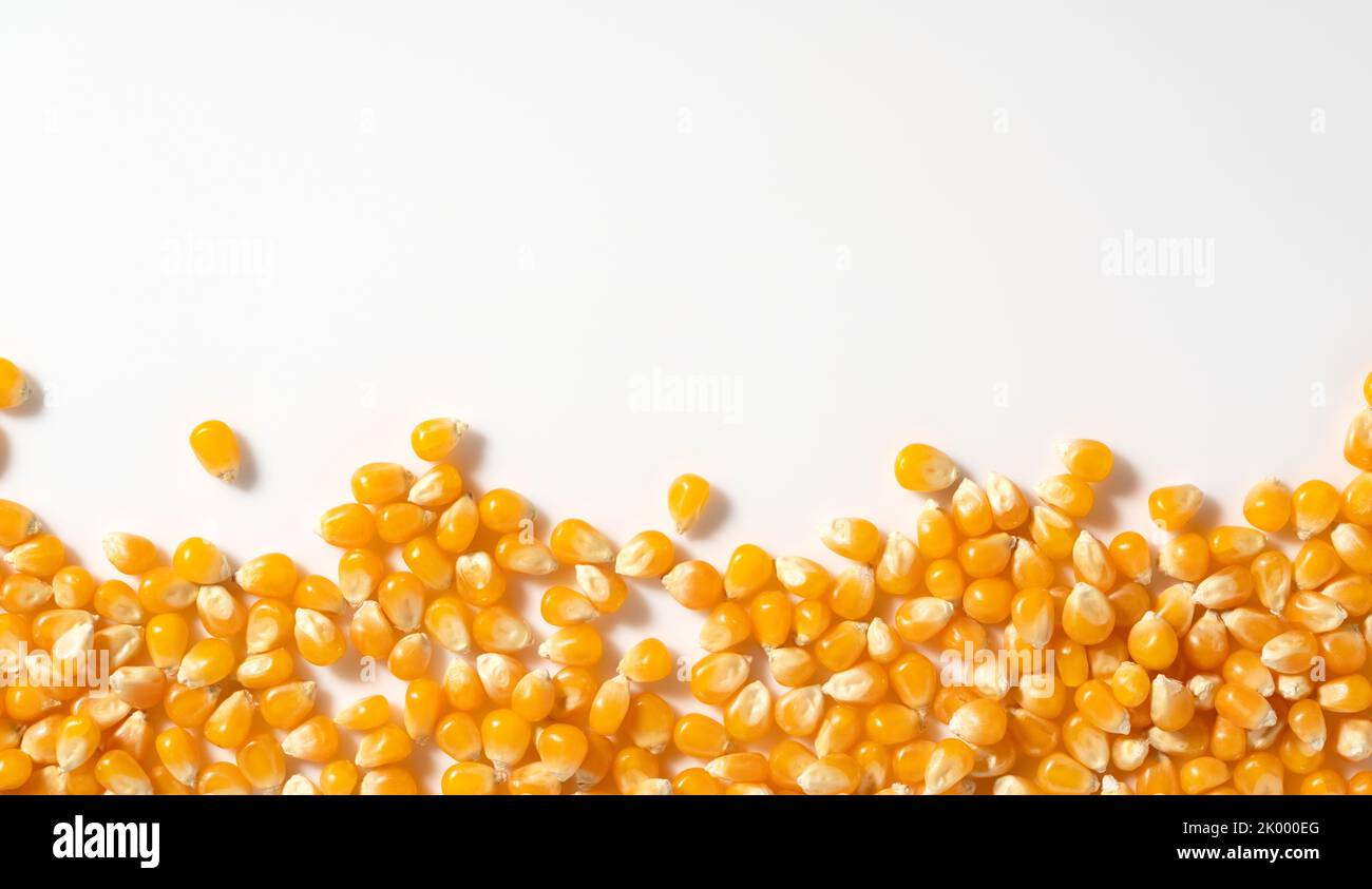 Dried corn kernels placed on white background with copy space. Corn for ...