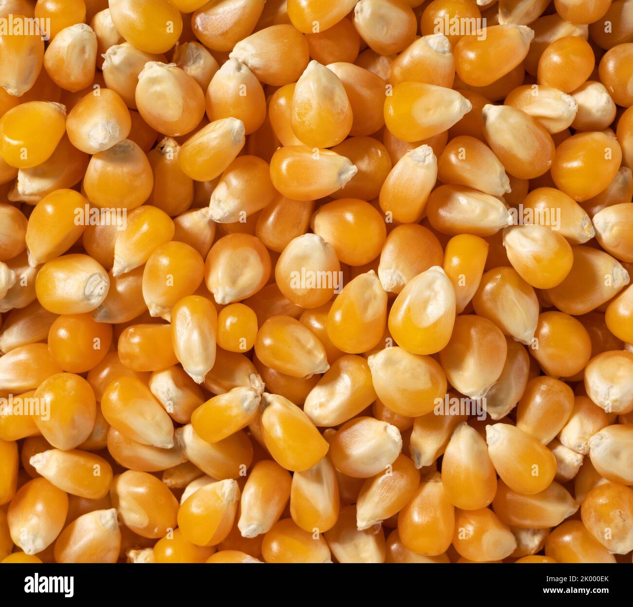 Dried corn kernels throughout the screen. Corn for popcorn. View from ...