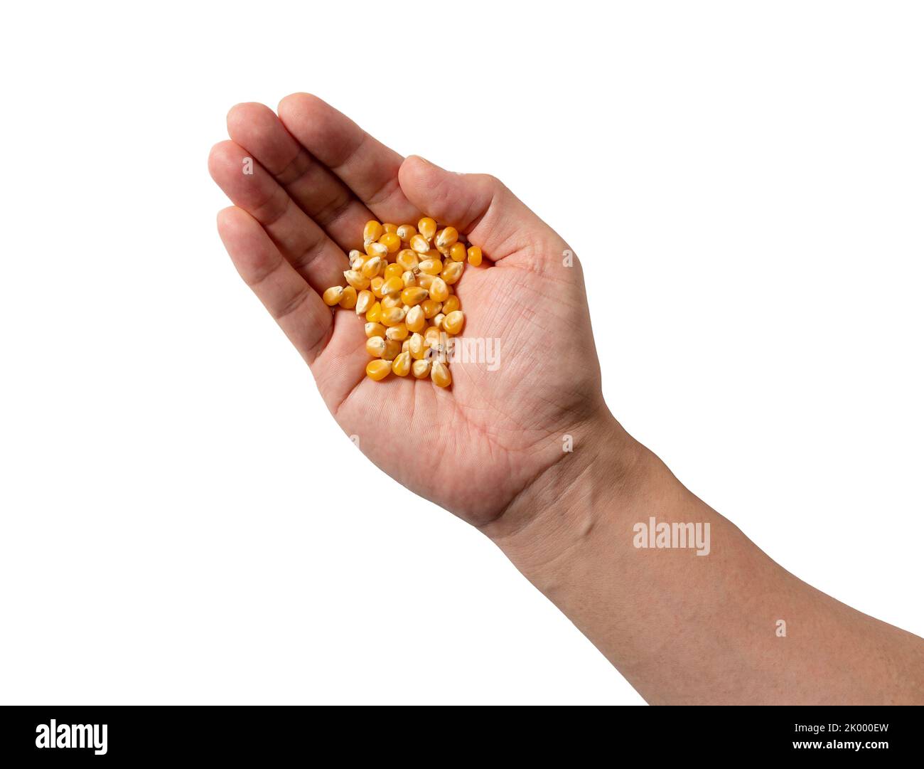 Male hand on white background, dried corn kernels in hand. Corn for ...