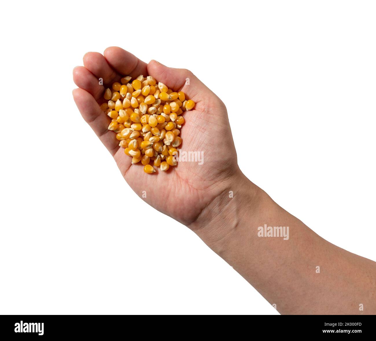 Male hand on white background, dried corn kernels in hand. Corn for ...