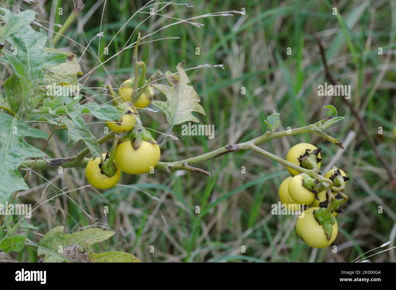 Horsenettle, Solanum sp., fruit Stock Photo - Alamy