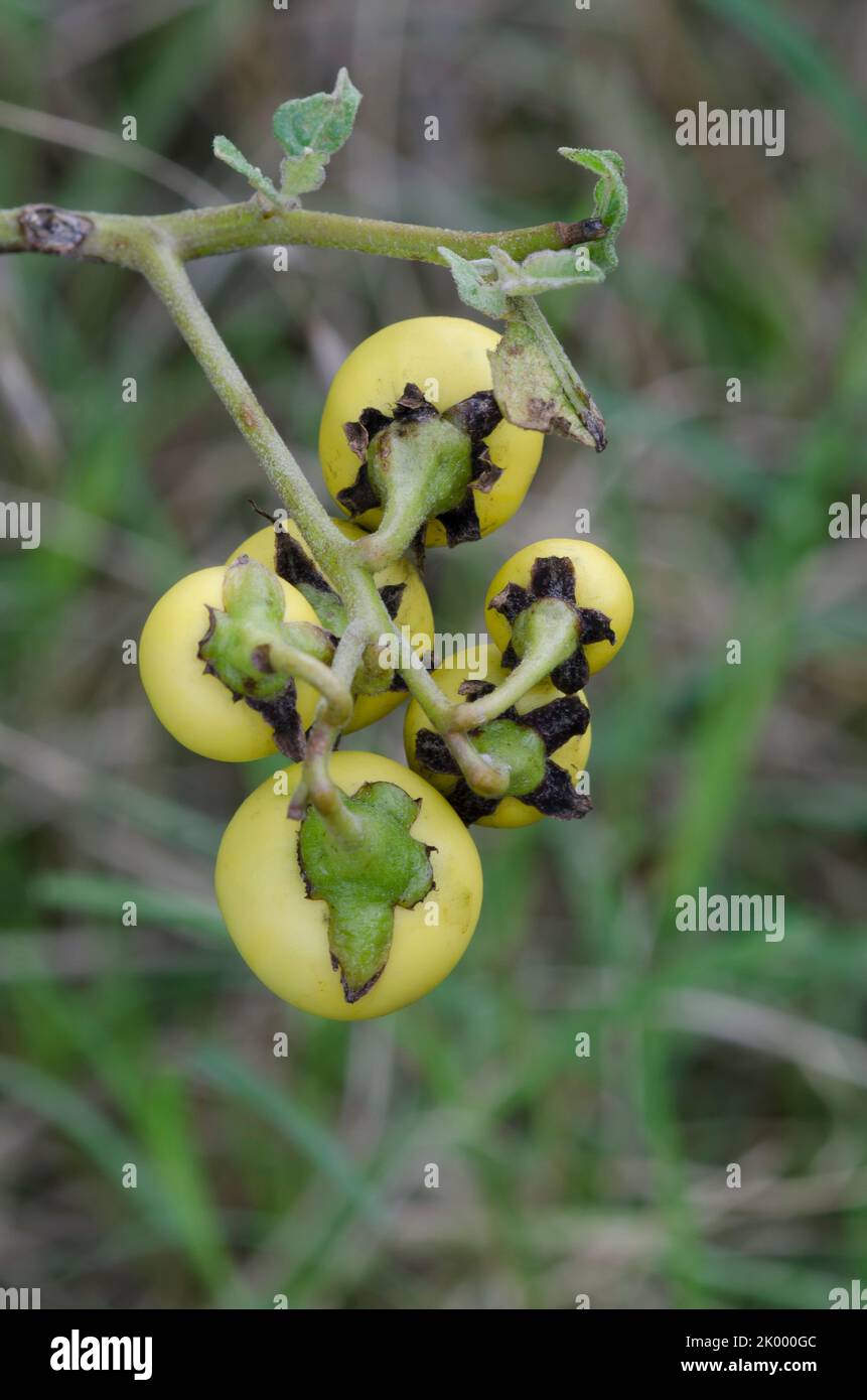Horsenettle, Solanum sp., fruit Stock Photo - Alamy