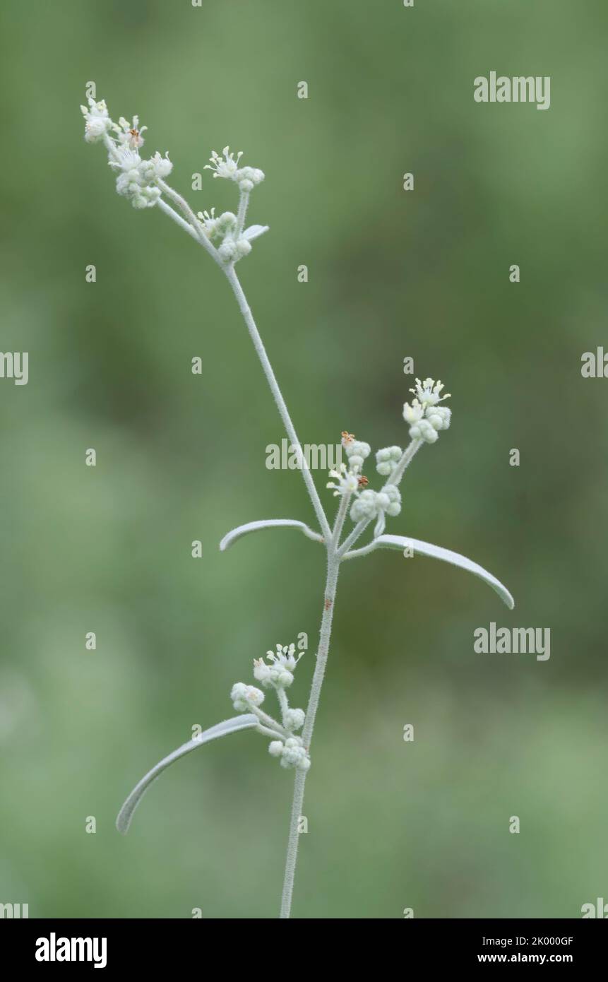 Texas Croton, Croton texensis Stock Photo - Alamy