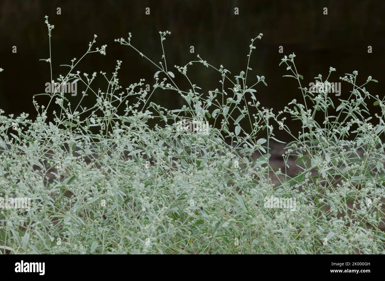 Texas Croton, Croton texensis Stock Photo - Alamy