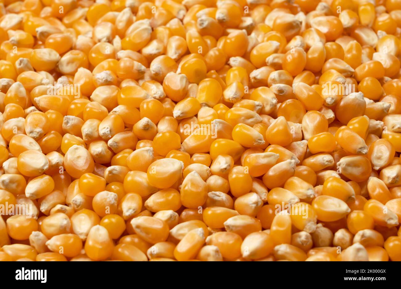 Dried corn kernels throughout the screen. Corn for popcorn Stock Photo ...