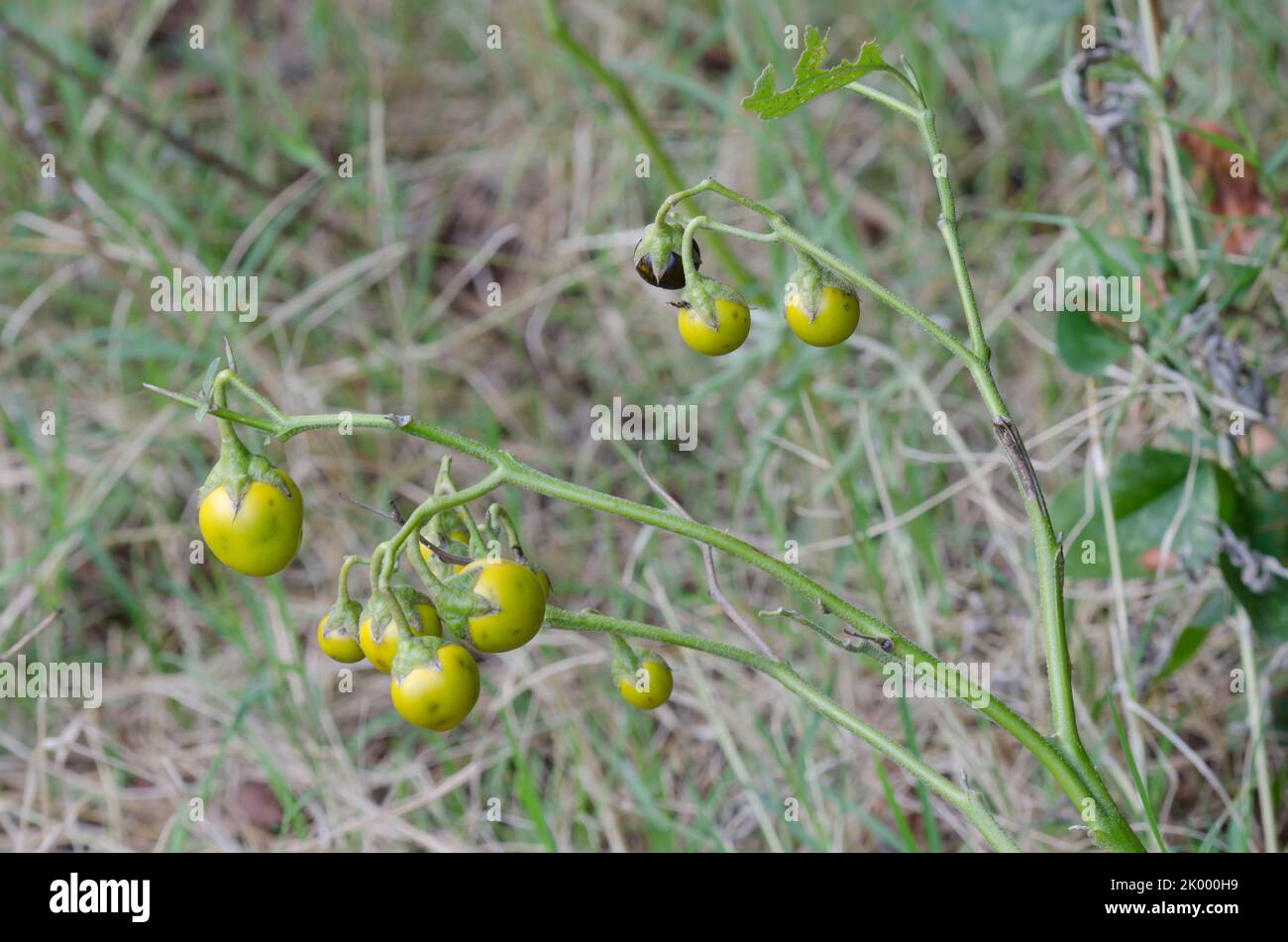 Horsenettle, Solanum sp., fruit Stock Photo - Alamy