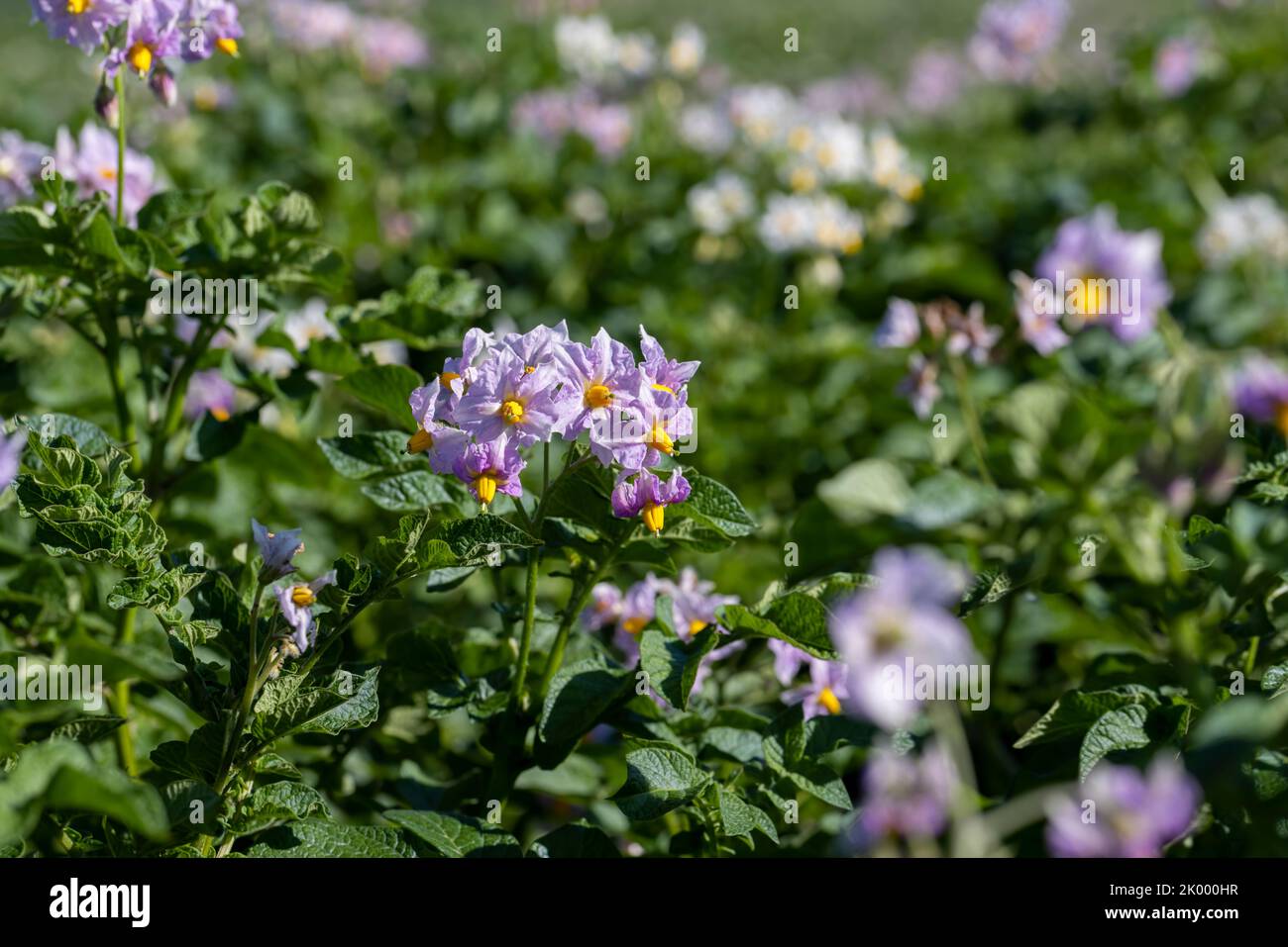 Potato field with green bushes of flowering potatoes, agricultural ...
