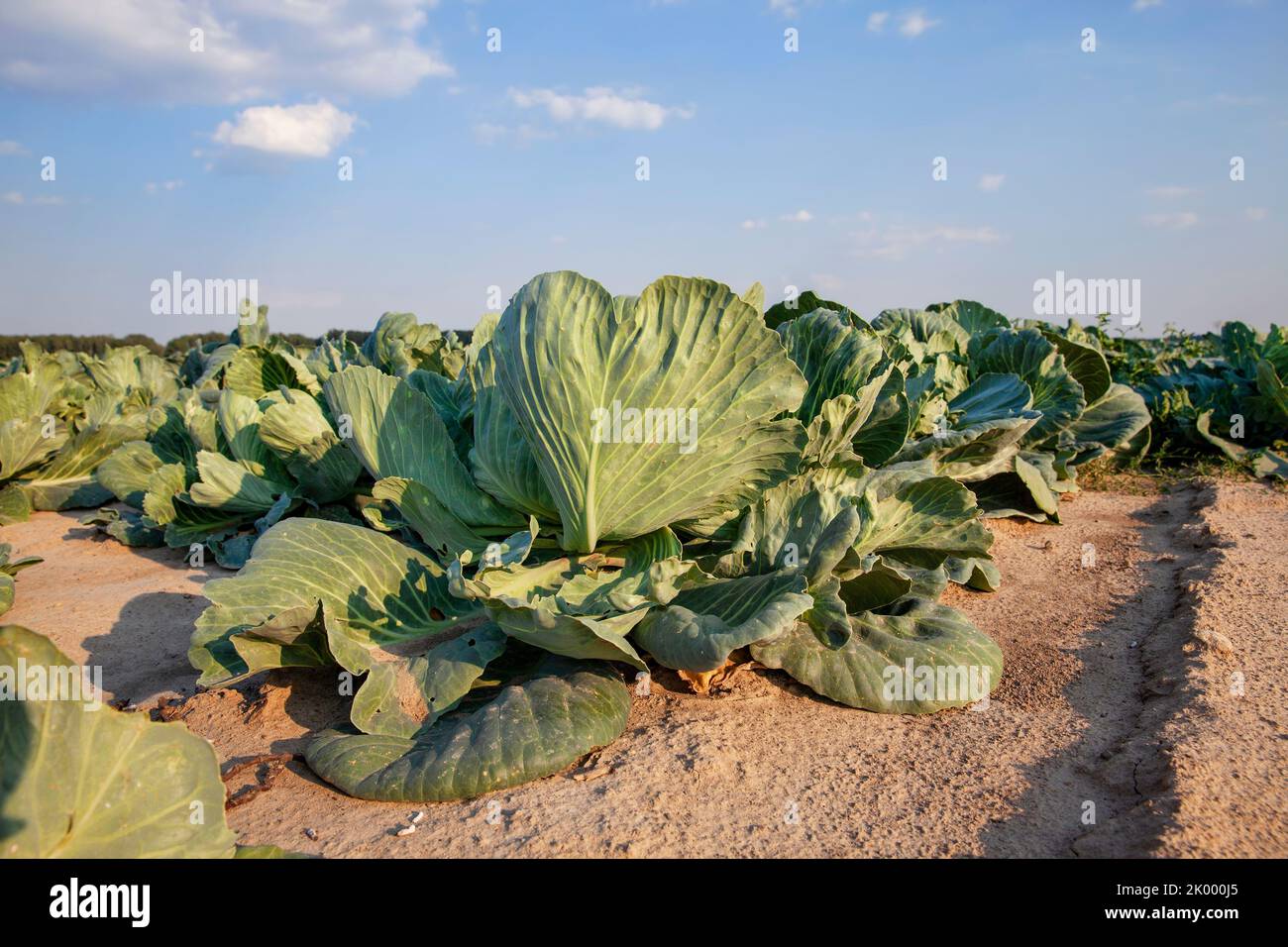 An agricultural field where white cabbage is grown, a field with ...