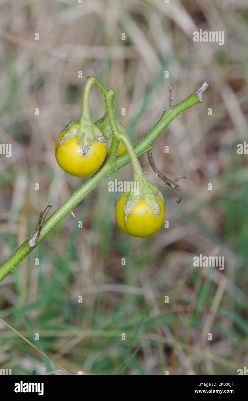Solanum sp us hi-res stock photography and images - Alamy
