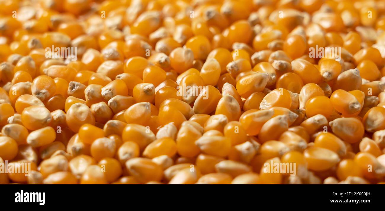 Dried corn kernels throughout the screen. Corn for popcorn Stock Photo ...