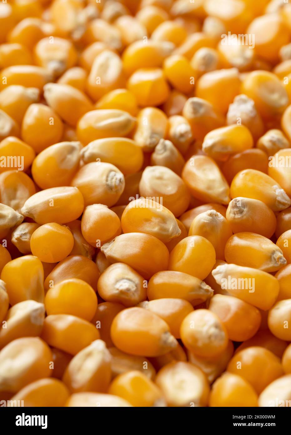 Dried corn kernels throughout the screen. Corn for popcorn Stock Photo ...