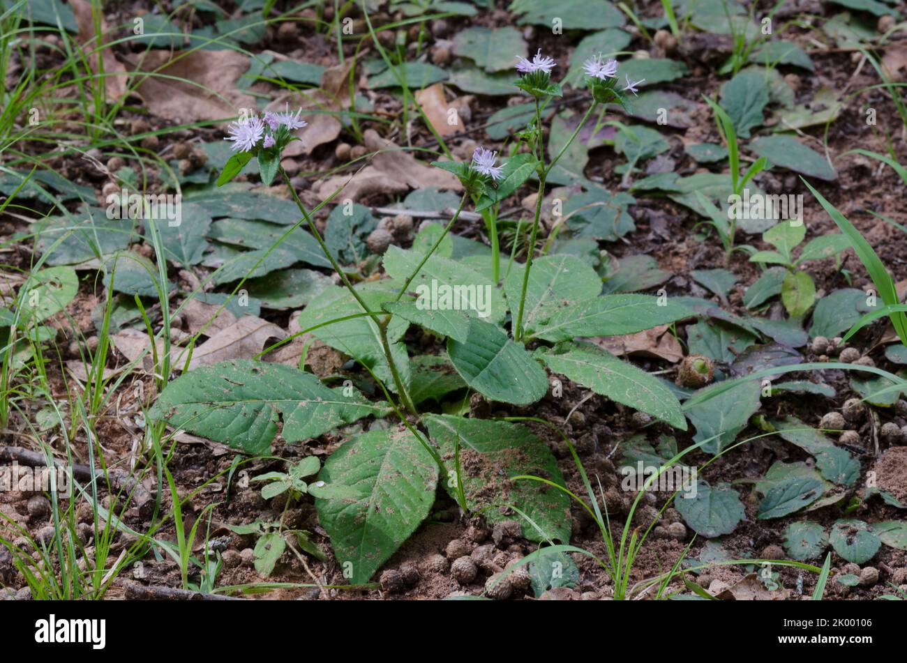 Carolina Elephantsfoot, Elephantopus carolinianus Stock Photo - Alamy
