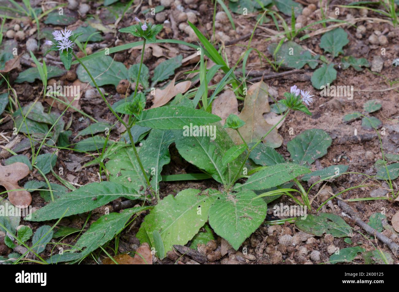 Carolina Elephantsfoot, Elephantopus carolinianus Stock Photo - Alamy