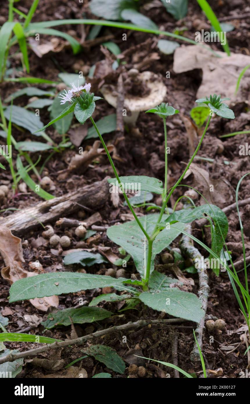 Carolina Elephantsfoot, Elephantopus carolinianus Stock Photo - Alamy