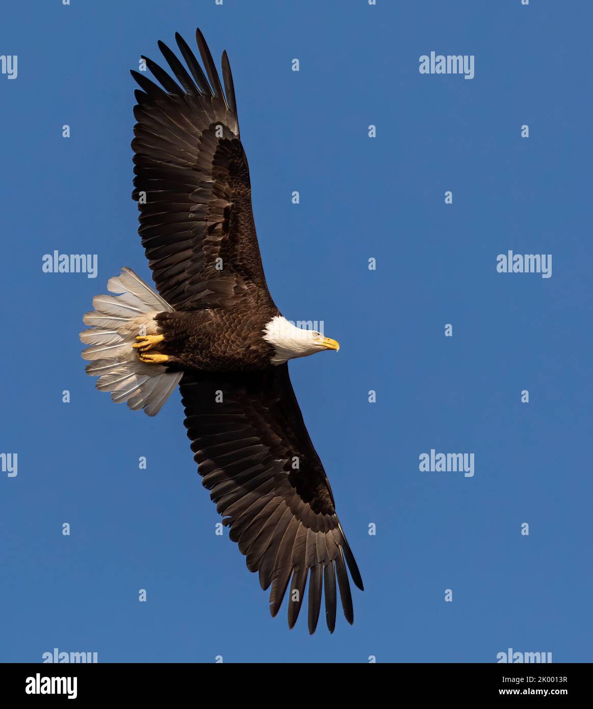 Flying eagle in blue sky hi-res stock photography and images - Alamy
