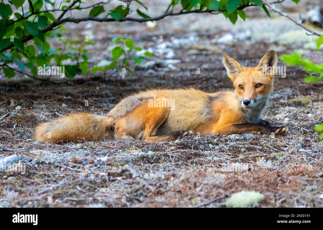 Fox on the side of the road. Near Arnold Trail, this fox has cross the ...