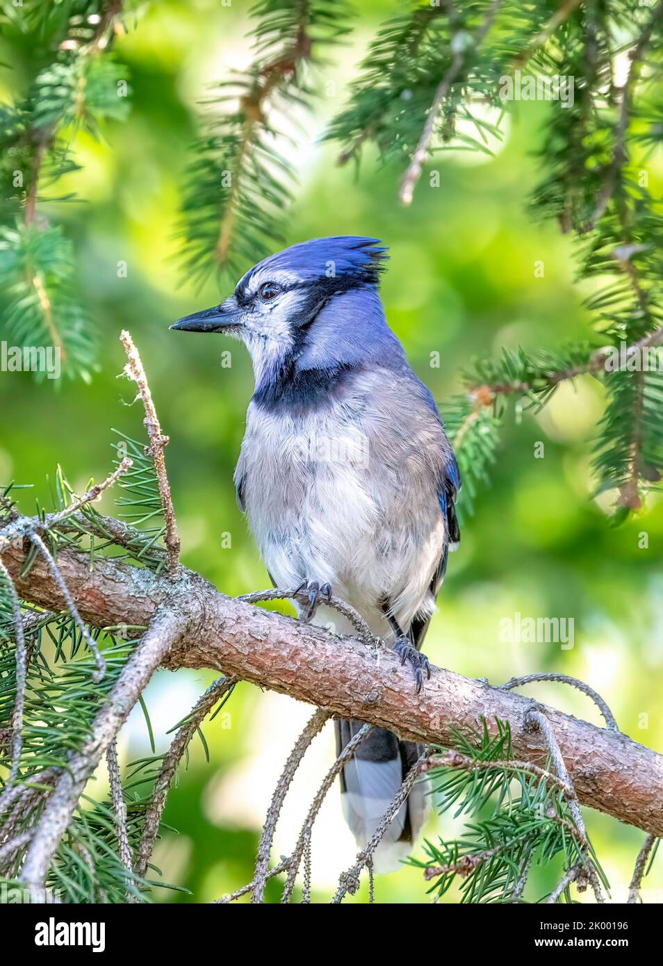 Blue Jay perches on a branch Stock Photo - Alamy