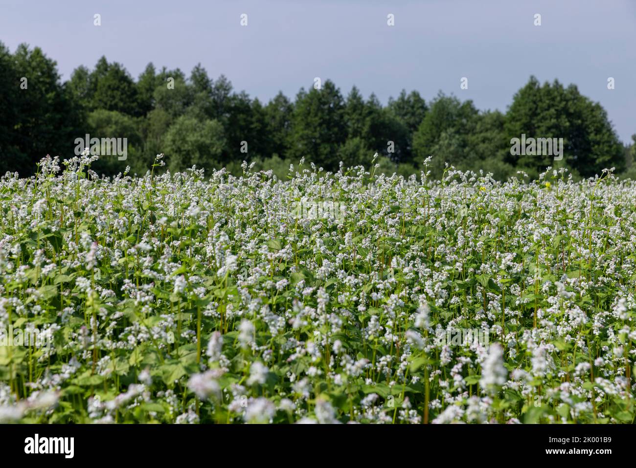 Agricultural field where buckwheat blooms , a large number of buckwheat ...