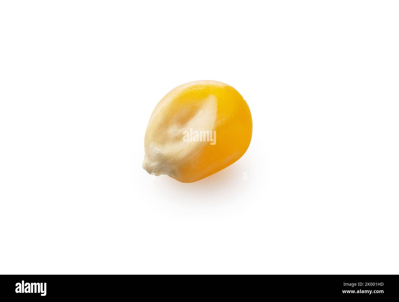 One dried corn kernel placed on a white background. Corn for popcorn ...