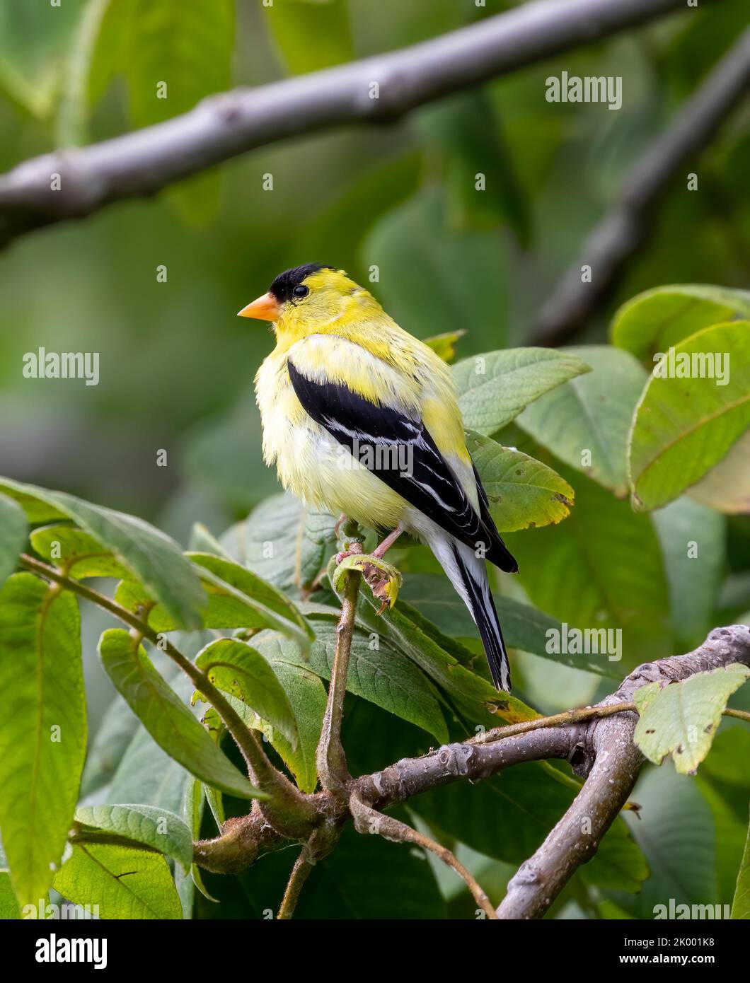Getting bigger without taking weight. This American goldfinch was ...