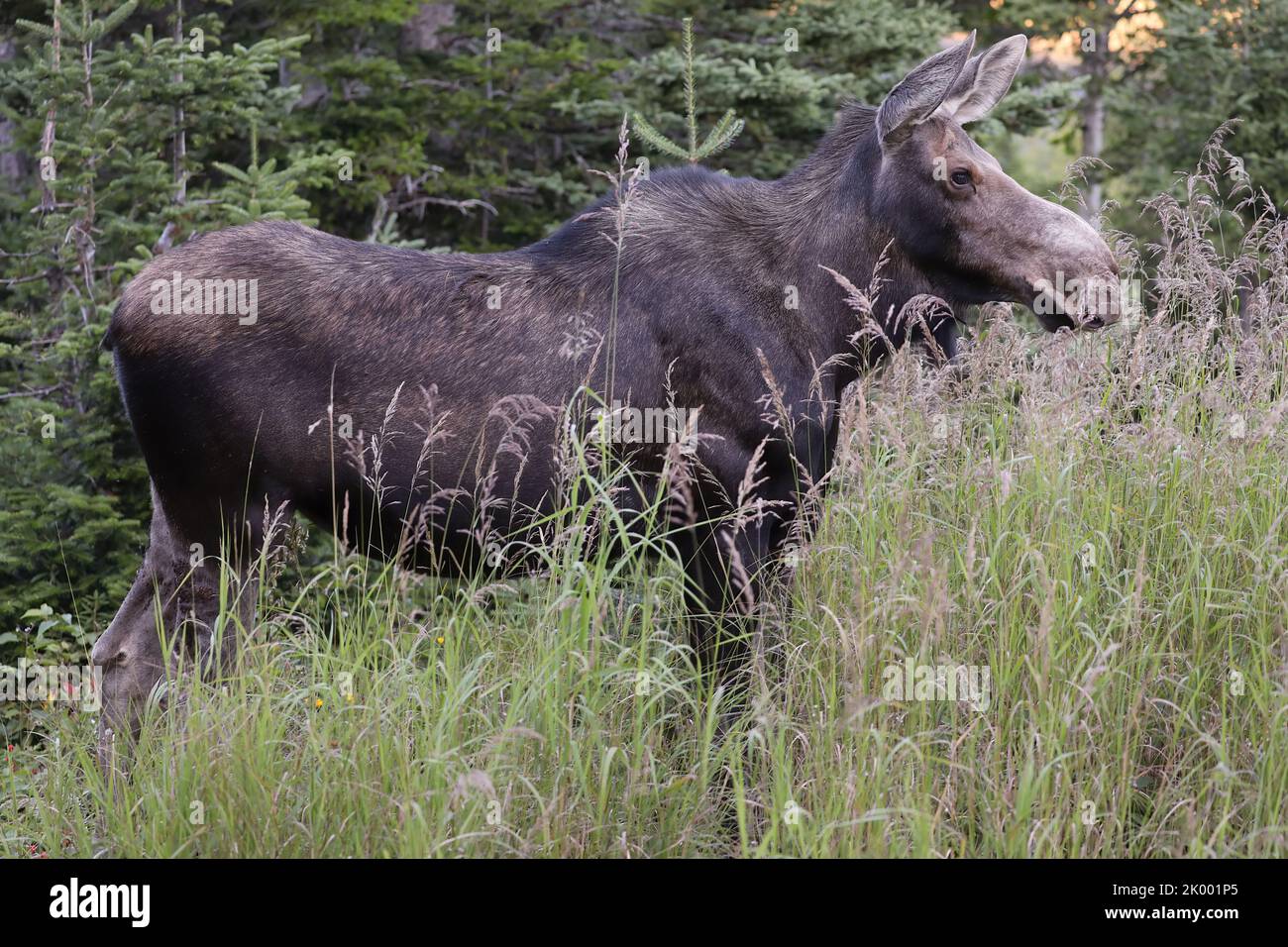 Moose observation in Gaspesie National Park. Female encounter directly ...