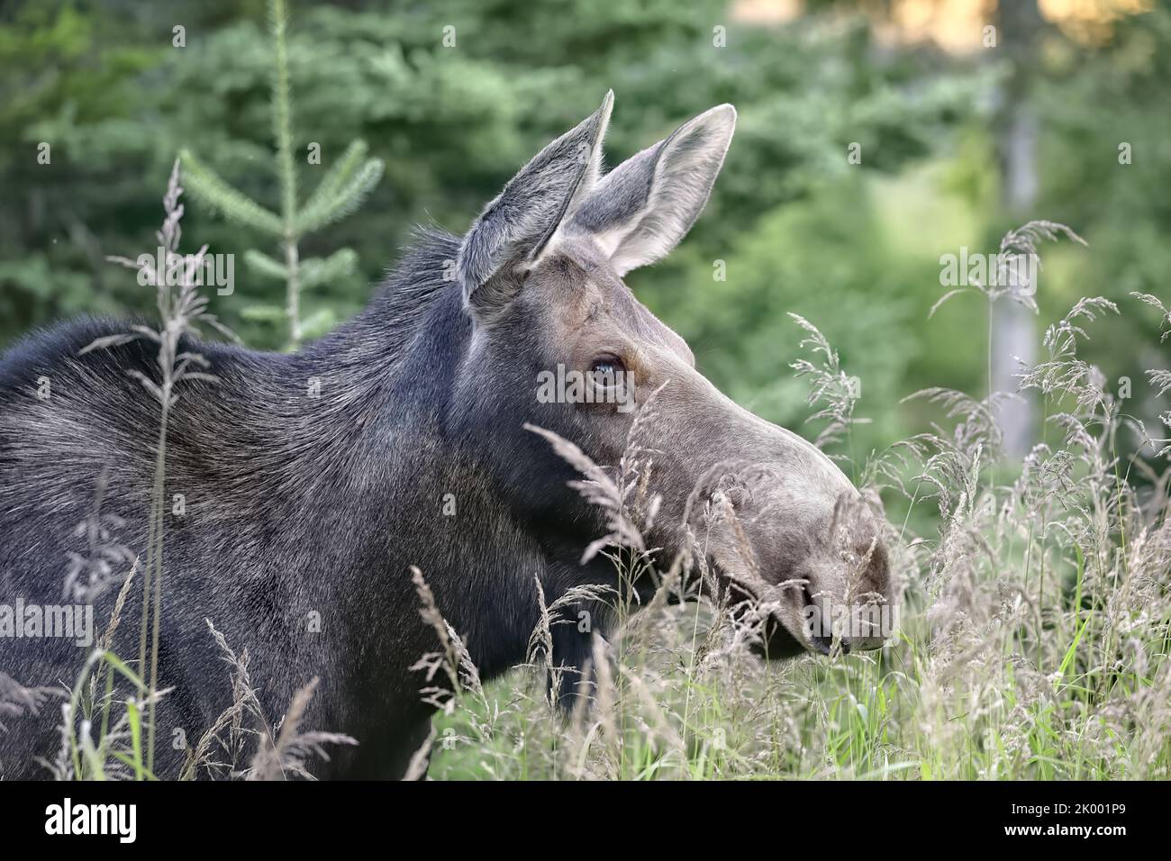 Moose observation in Gaspesie National Park. Female encounter directly ...