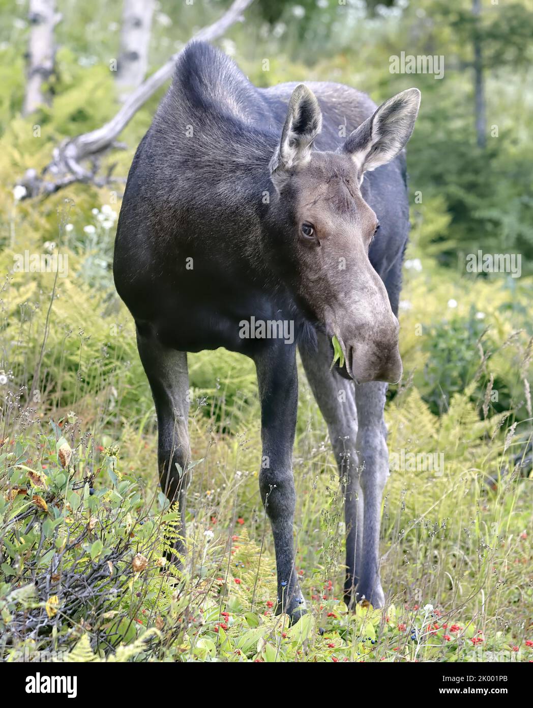 Moose observation in Gaspesie National Park. Female encounter directly ...