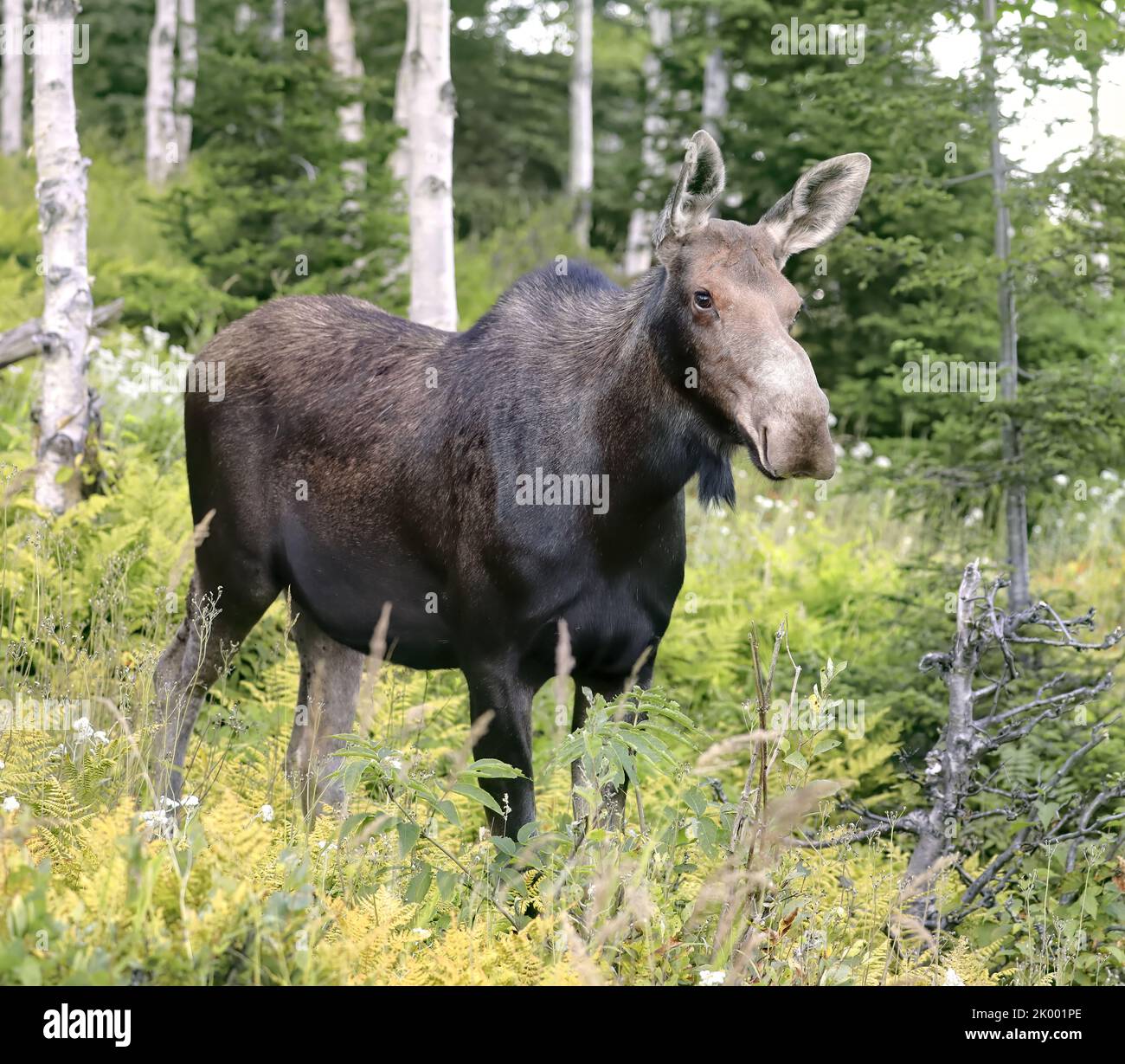 Moose observation in Gaspesie National Park. Female encounter directly ...