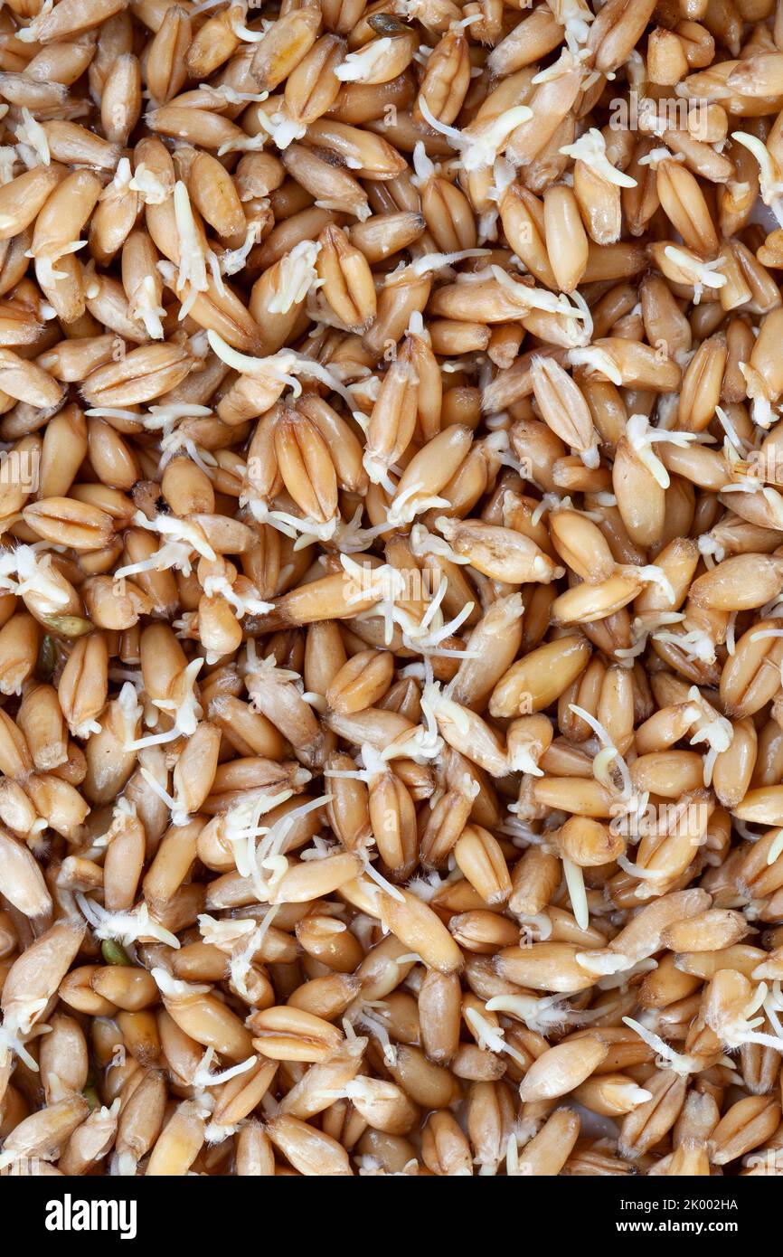 Sprouted wheat covered with mold and fungi, spoiled sprouted wheat that ...