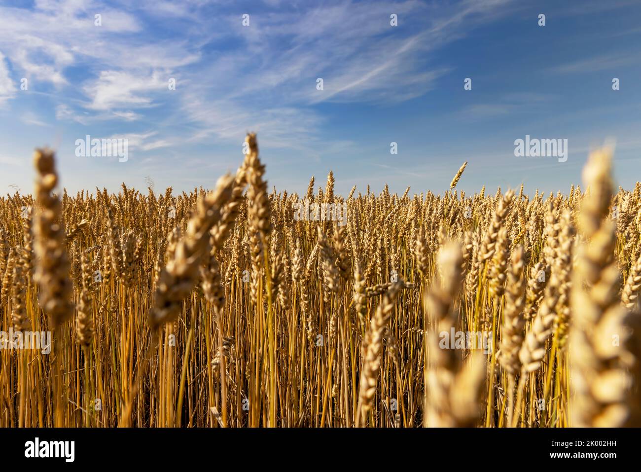 An agricultural field where wheat is grown, which is necessary for ...
