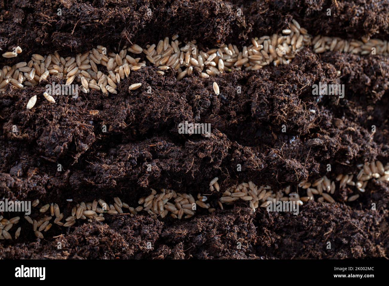 Fertile soil in which wheat seeds are planted, wheat cultivation in ...