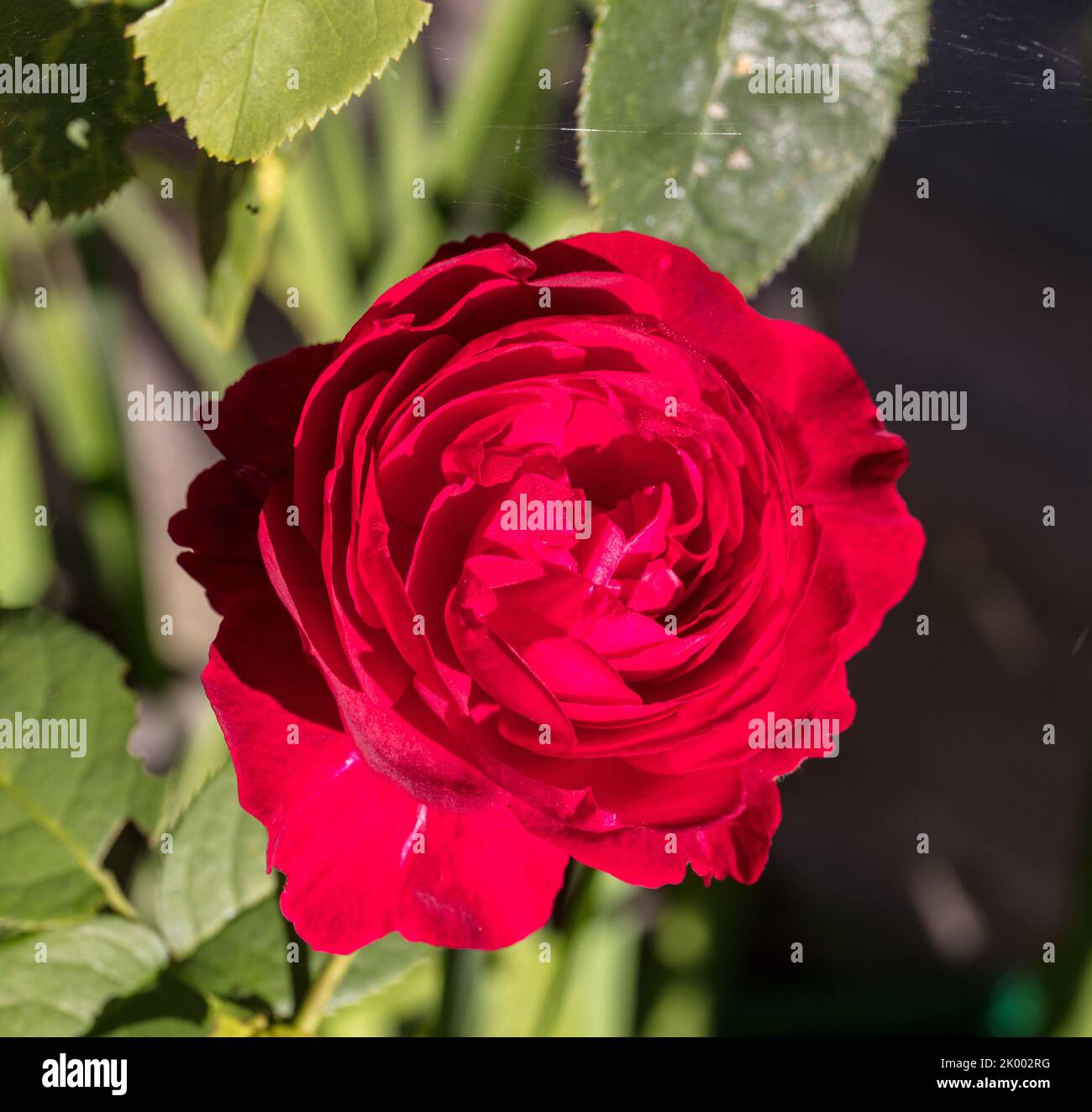 'LD Braithwaite, Auscrim' English Rose, Engelsk ros (Rosa Stock Photo ...