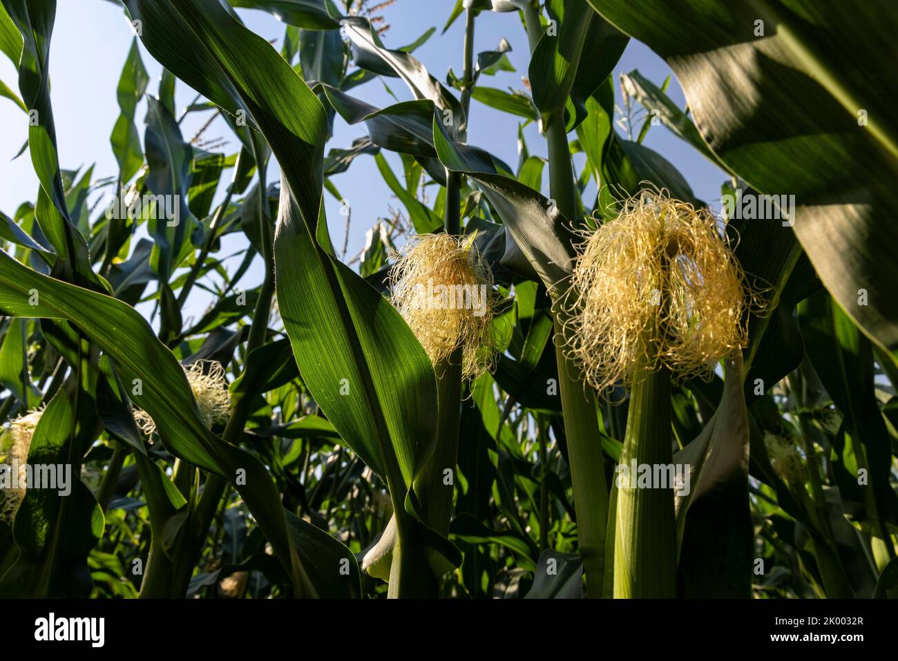 Green corn illuminated by sunlight, a field with green corn in sunny ...
